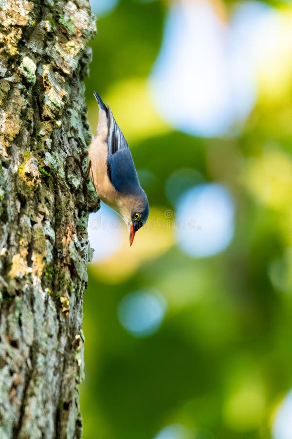 Velvet-Fronted Nuthatch Perching on Bark of Tree Looking into a ...