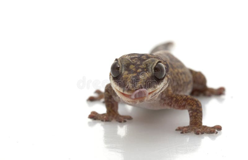 Velvet Gecko / Oedura Monilis Stock Image - Image of reptilian ...