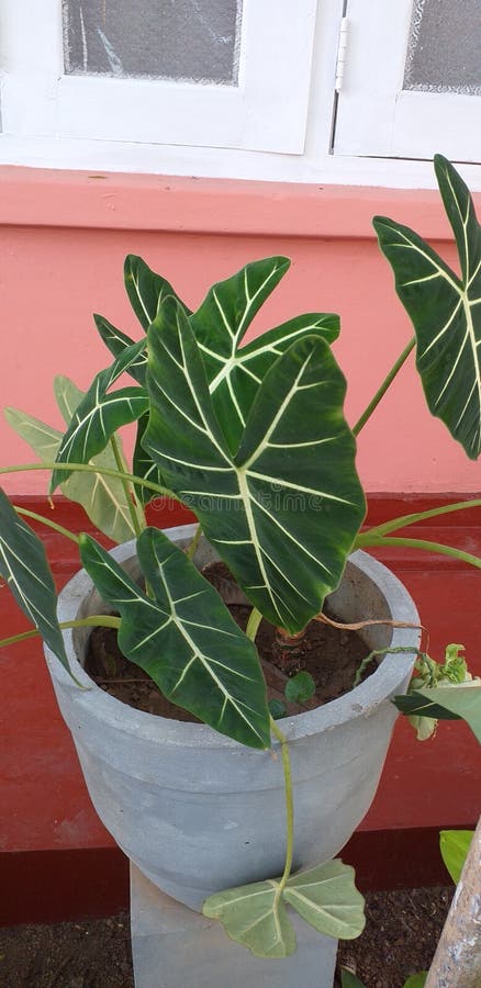 Velvet habarala pot stock image. Image of produce, green - 179584861