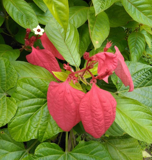 Velvet leaf stock image. Image of velvel, soft, velvet - 125023699