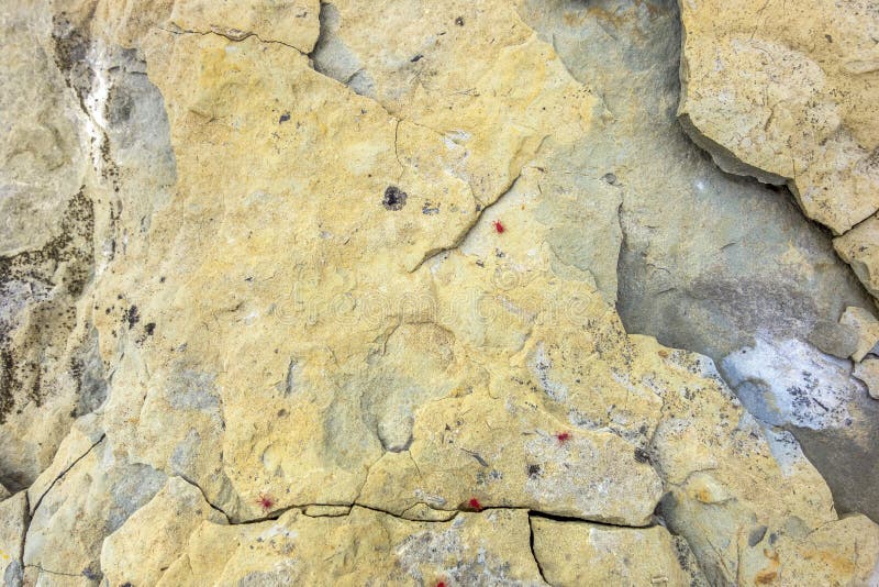 Velvet mites stock photo. Image of stone, outdoor, natural - 229314416