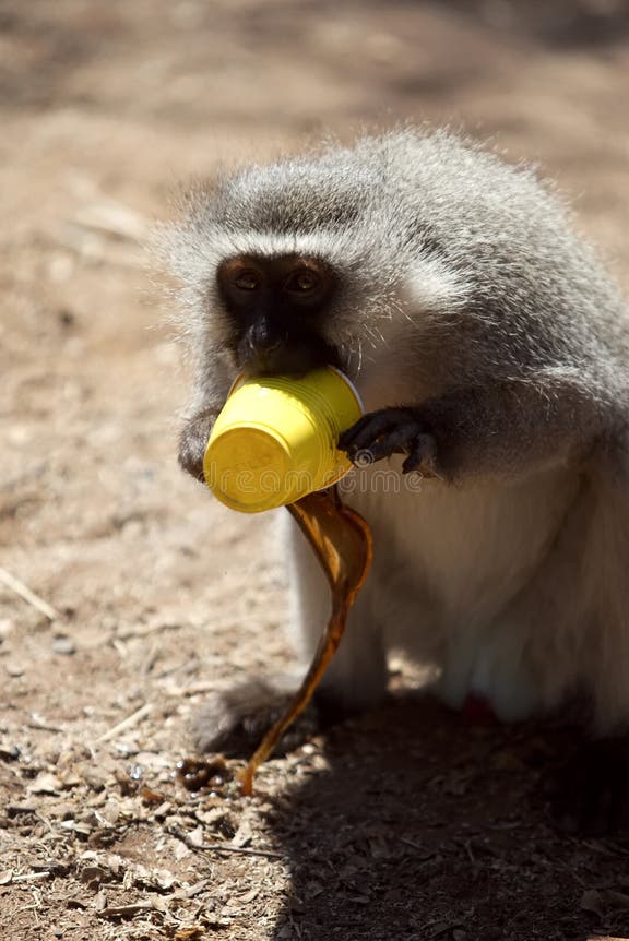 Velvet monkey stock photo. Image of scenic, animal, nature - 1183324