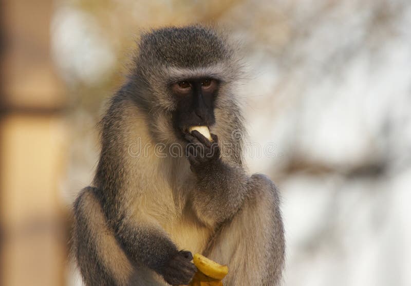Velvet monkey stock image. Image of green, hanging, relax - 3011169