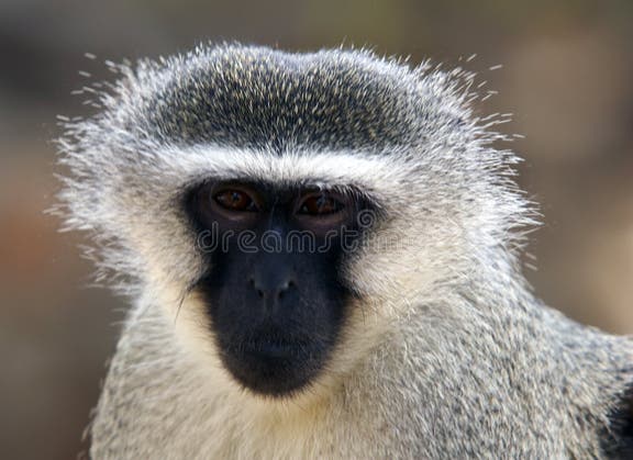 Velvet monkey stock photo. Image of cercopithecus, animal - 4488394
