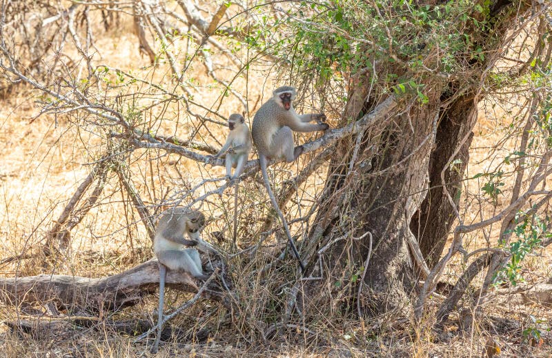 Velvet Monkey Family on a Tree in Kruger National Park Stock Image ...