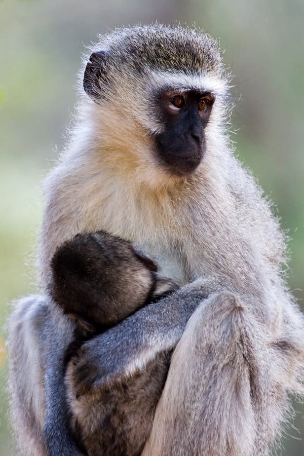 Velvet Monkey Mother and Baby Stock Photo - Image of feeding, outdoor ...