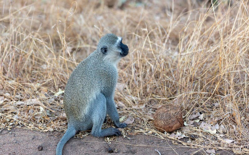 Velvet Monkey Sitting on the Ground in Steppe in Kruger National Park ...