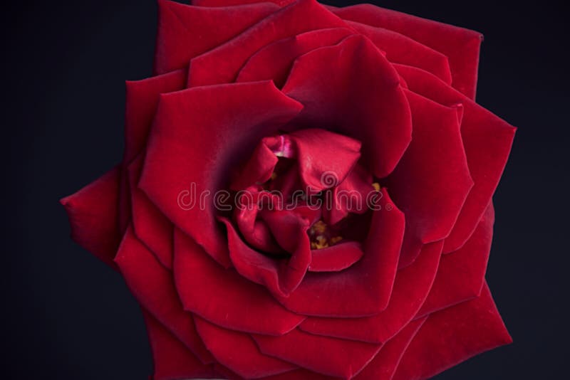 Velvet red rose stock photo. Image of love, crimson, bloom - 68336292