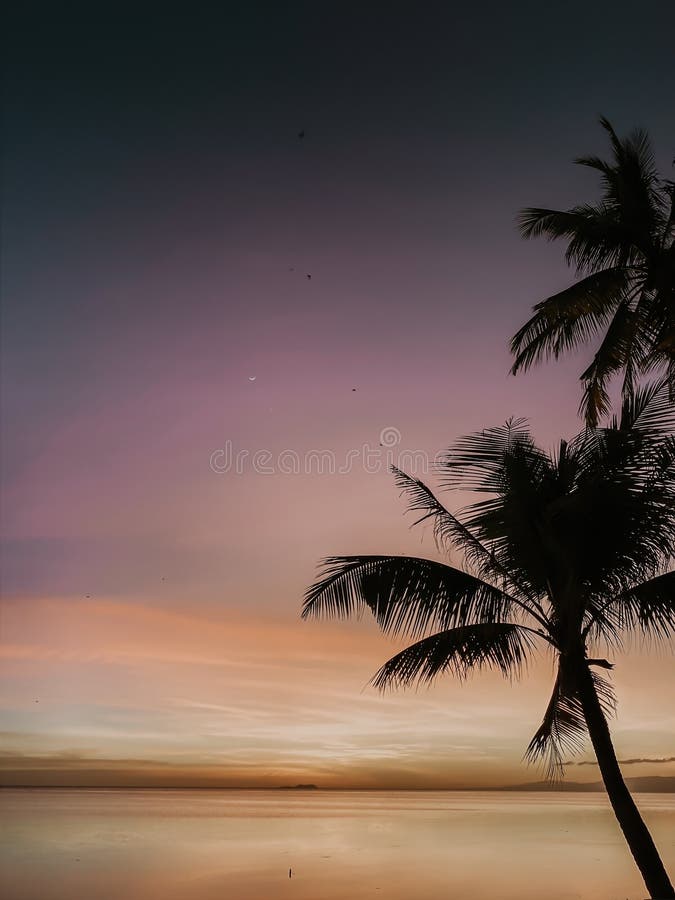 Velvet Sky Sunset with Palms and Birds in Paradise Stock Image - Image ...