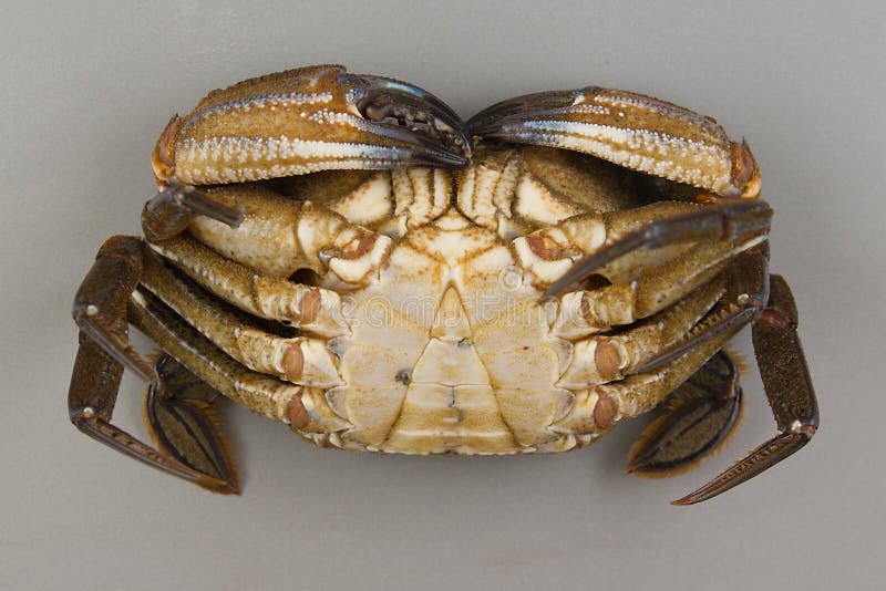 Velvet swimming crab stock photo. Image of crab, swimming - 33358042