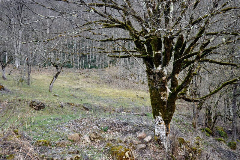 Velvet tree trunk stock image. Image of mountains, mezmay - 68158977
