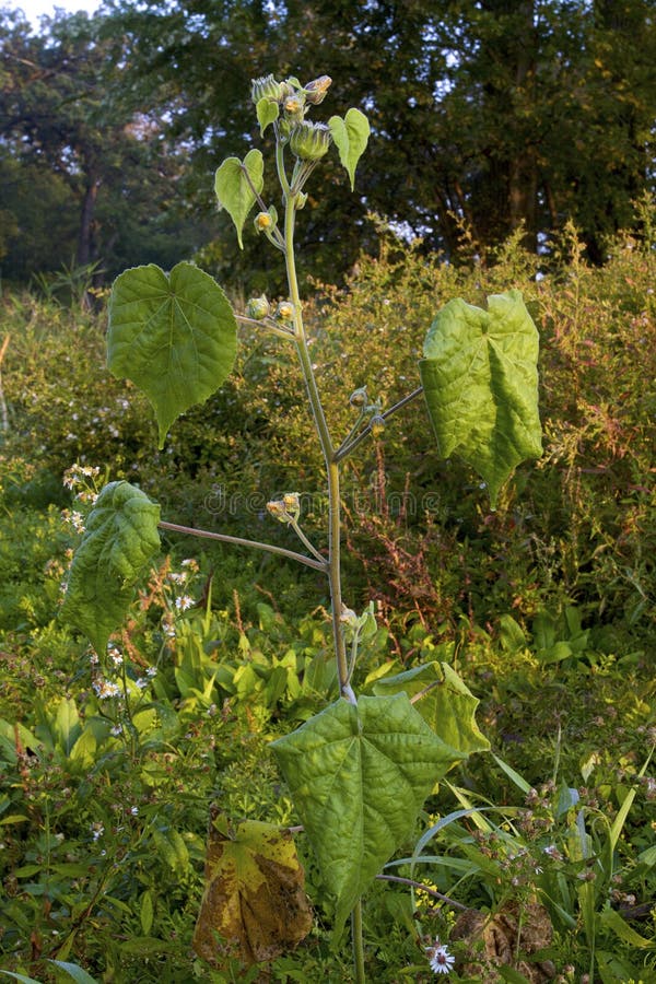 Velvetleaf 804530 stock photo. Image of invasives, abutilon - 181428428