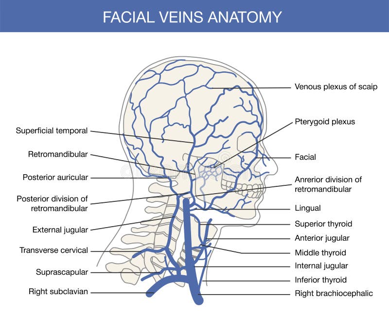 Arteria Facial Y Venas Sistema Circulatorio, Cabeza De Sección Stock de ...