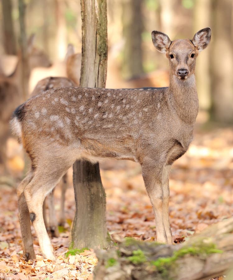 Venado imagen de archivo. Imagen de piel, paisaje, follaje - 34338841