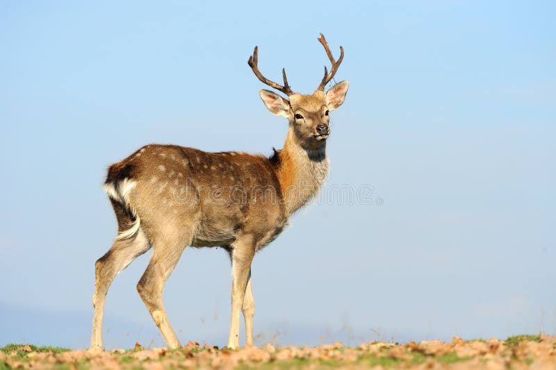 Venado foto de archivo. Imagen de enmascarado, fondo - 34906032