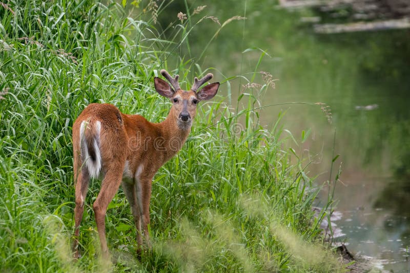 Venado Blanco De Terciopelo Imagen de archivo - Imagen de noreste ...