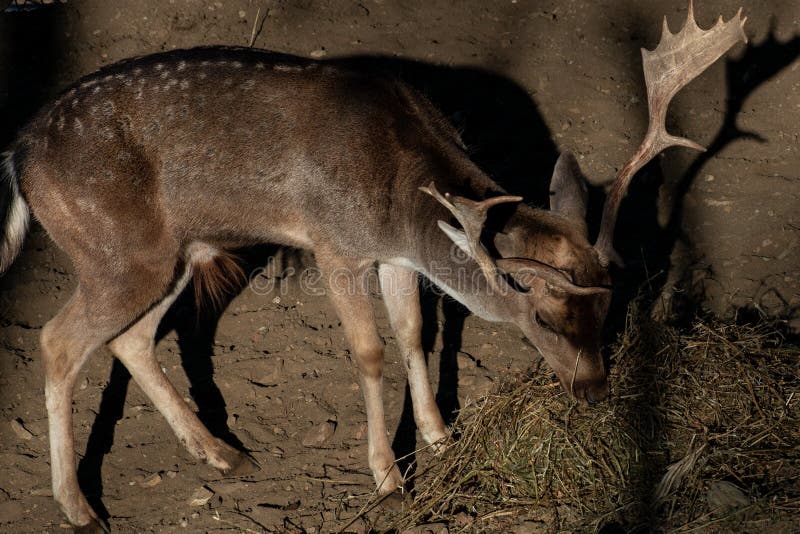 Venado comiendo pasto imagen de archivo. Imagen de comer - 259768085