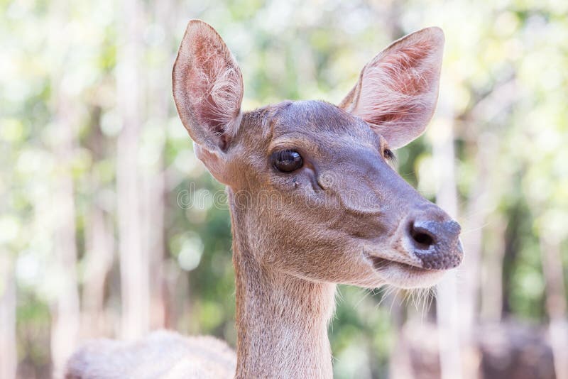 Venado en la granja imagen de archivo. Imagen de pares - 224787325
