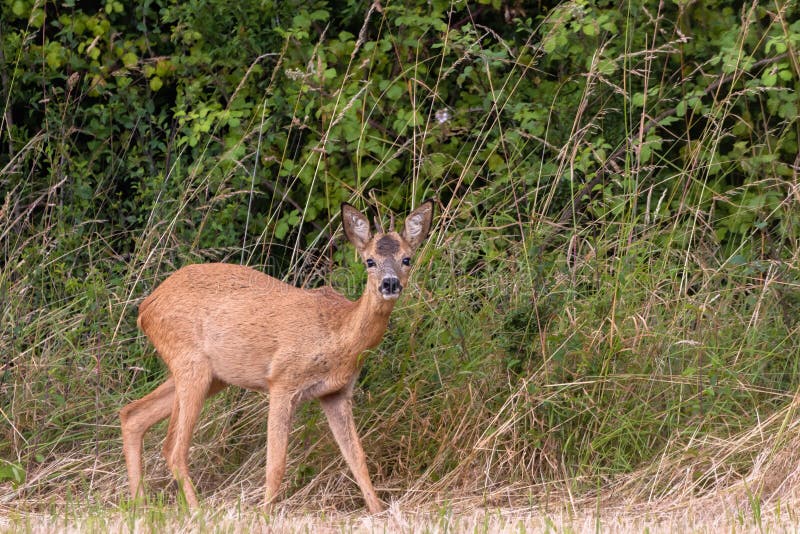 Venado En La Selva En Verano Foto de archivo - Imagen de bosque, gama ...