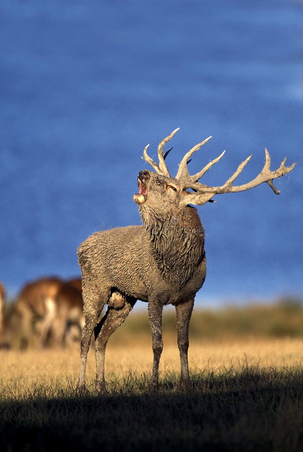 Venado Rojo Cervus Elaphus Macho Campanando Durante El Celo Foto de ...