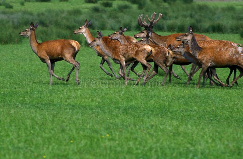 Venado Rojo Cervus Elaphus Macho Con Hembras Corriendo Foto de archivo ...