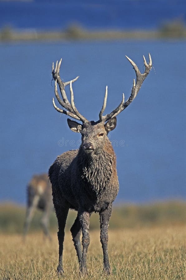 Venado Rojo Cervus Elaphus Gamberro Durante La Rutina Francia Foto de ...