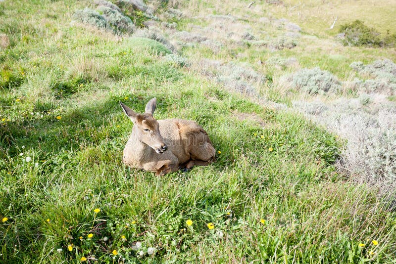Venado Sudamericano Sentado Sobre Hierba, Chile Imagen de archivo ...