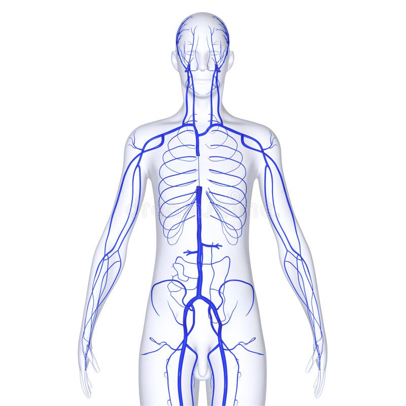 Venas del cuerpo stock de ilustración. Ilustración de estructura - 71456306