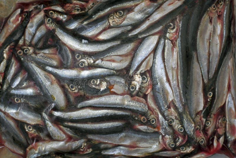 Vendace fish stock photo. Image of catch, silver, finland - 33741172