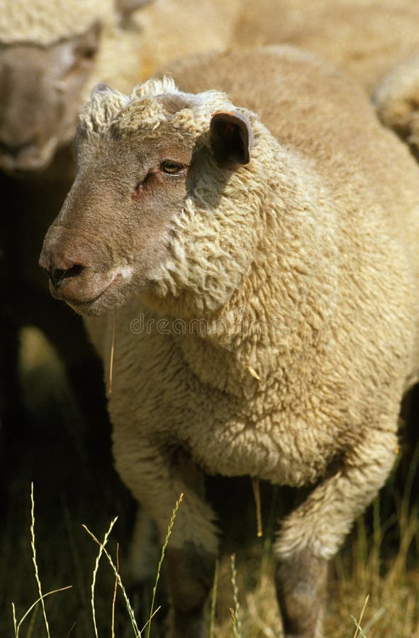 Vendeen Sheep, a French Breed, Herd Standing in Meadow Stock Photo ...