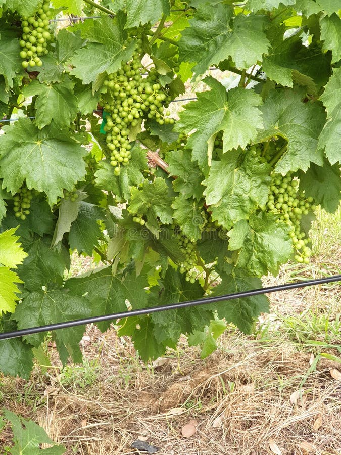 Uvas Rojas Naturales Madurando En Un Huerto Foto de archivo - Imagen de ...