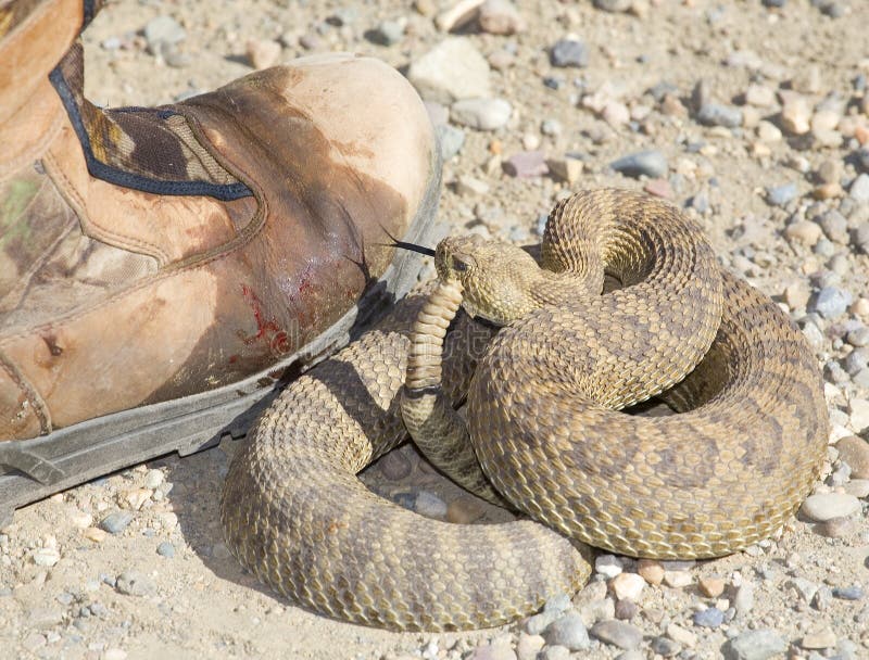 Cobra-de-gopher Escondida Num Buraco Na Areia No Parque Nacional De ...