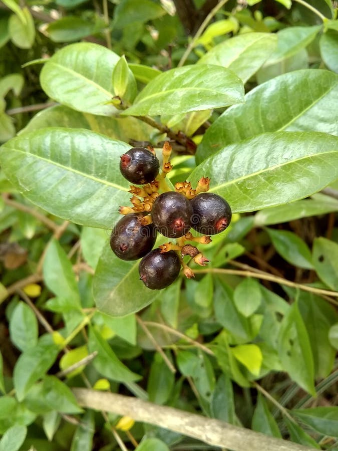 Baies Rouges Toxiques De Morelle Boisée Image stock - Image du ...