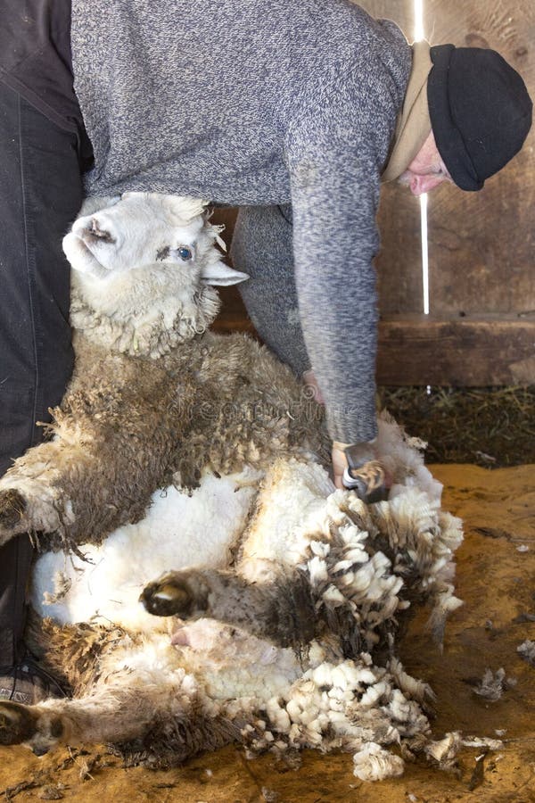 Venerable Sheep Shearer Using Hand Tools in a Connecticut Barn Stock ...
