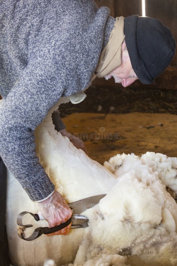 Venerable Sheep Shearer Using Hand Tools in a Connecticut Barn Stock ...