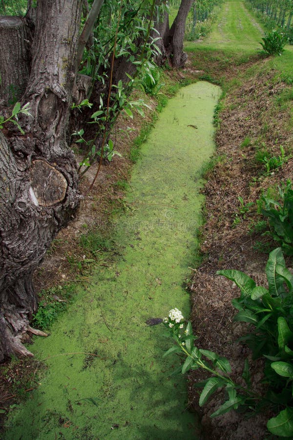 Venetian plain stock image. Image of trees, swamp, plain - 24682259
