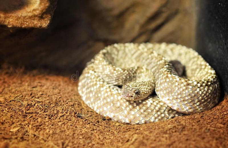 1,197 Hot Venezuela Woma Stock Photos - Free & Royalty-Free Stock ...