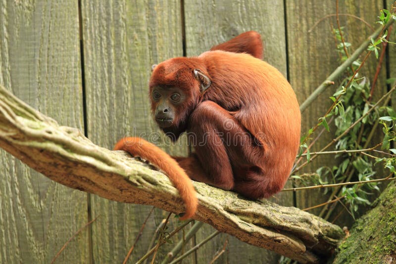 Baby Red Howler Monkey stock image. Image of climb, precious - 8915175