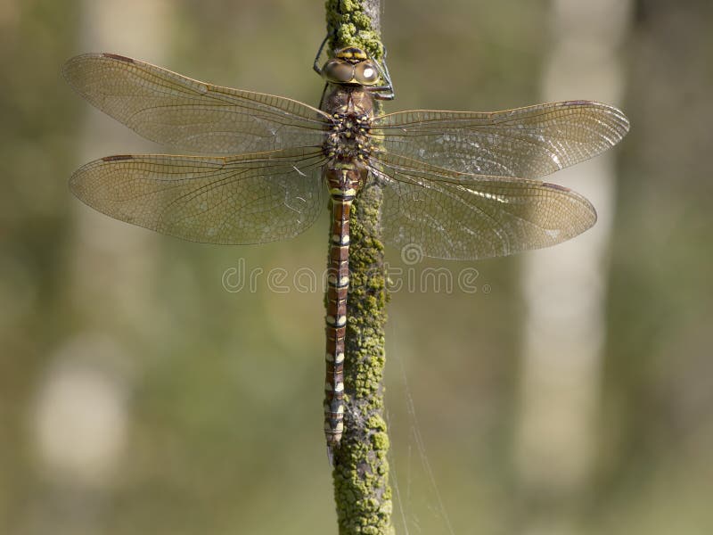 Venglazenmaker, Common Hawker, Aeshna Juncea Stock Image - Image of ...