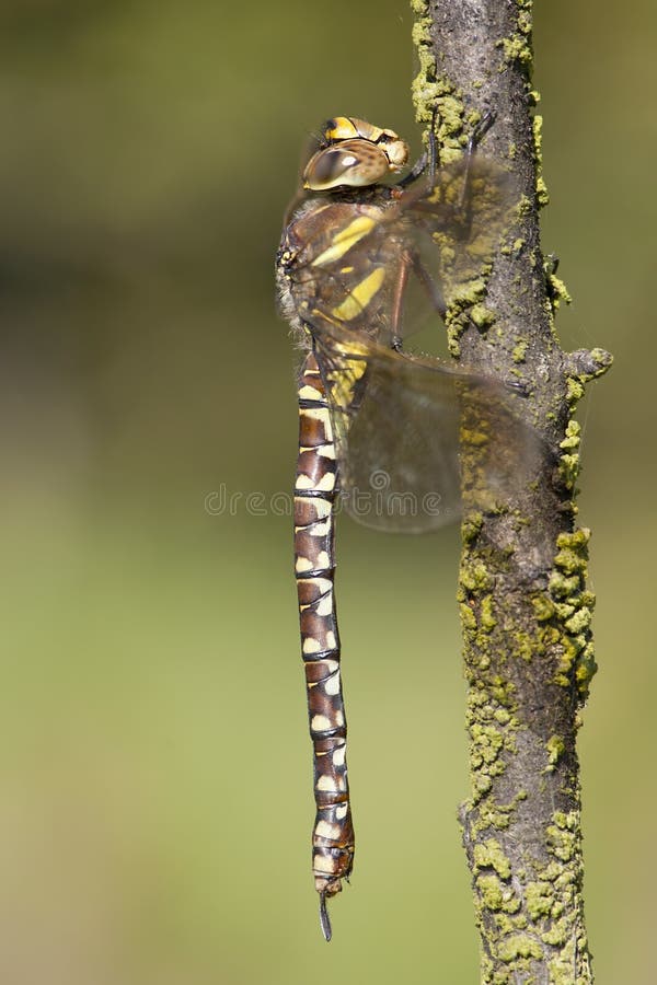 Venglazenmaker, Common Hawker, Aeshna Juncea Stock Image - Image of ...
