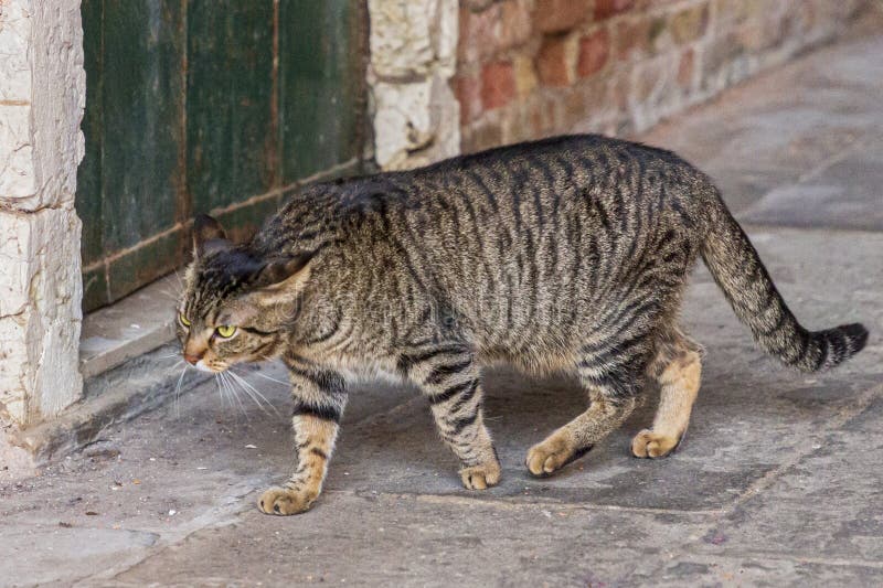 6,477 Old Animal Mature Stock Photos - Free & Royalty-Free Stock Photos ...