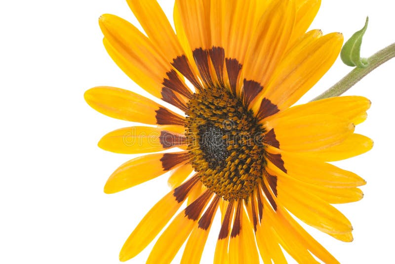 Venidium stock photo. Image of macro, close, color, large - 16464038