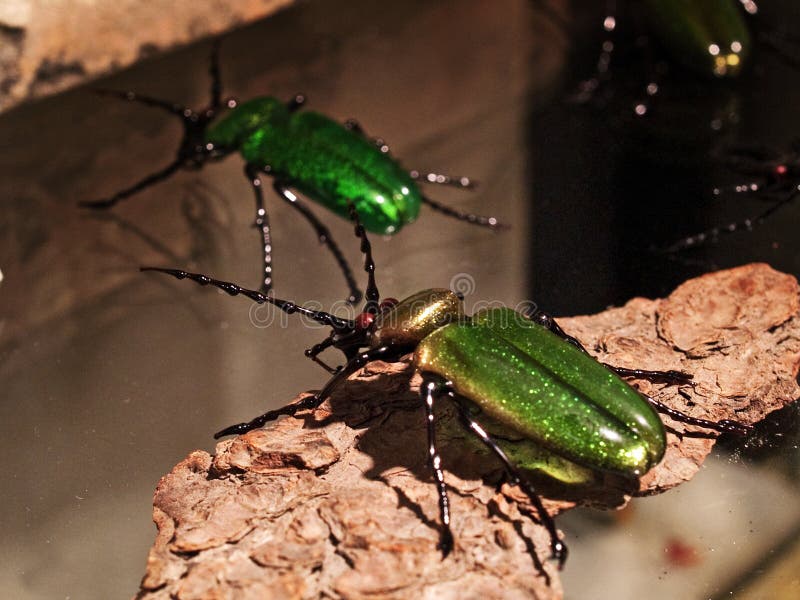 Venise - insectes en verre photo stock. Image du venise - 43694404
