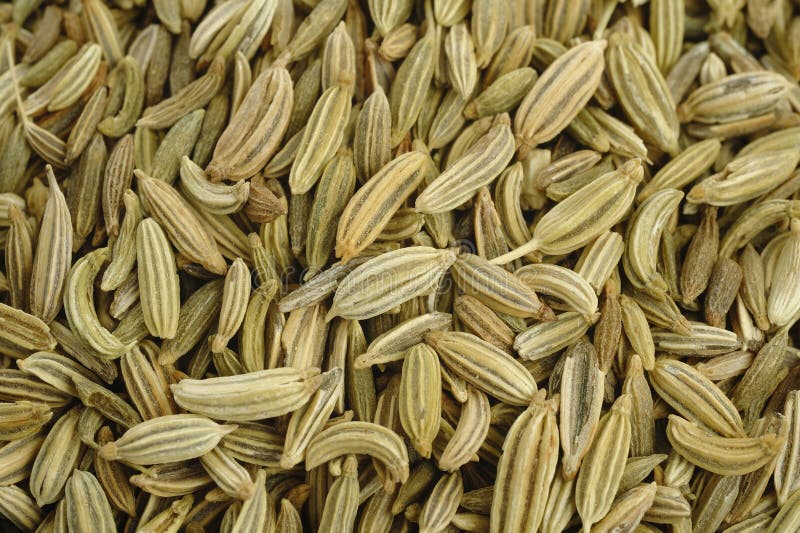 Venkelzaad op wit stock foto. Image of venkel, ingrediënt - 44808388