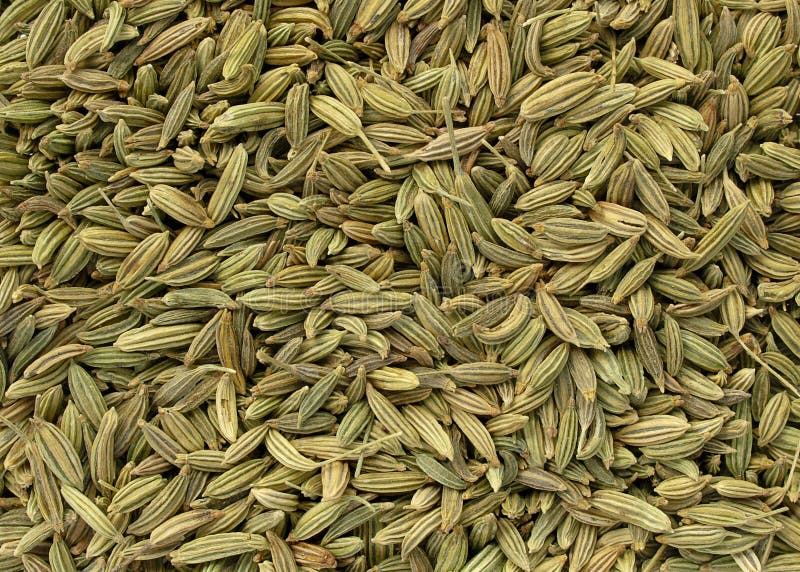 Venkel stock afbeelding. Image of aromatisch, zoet, zaden - 4857981