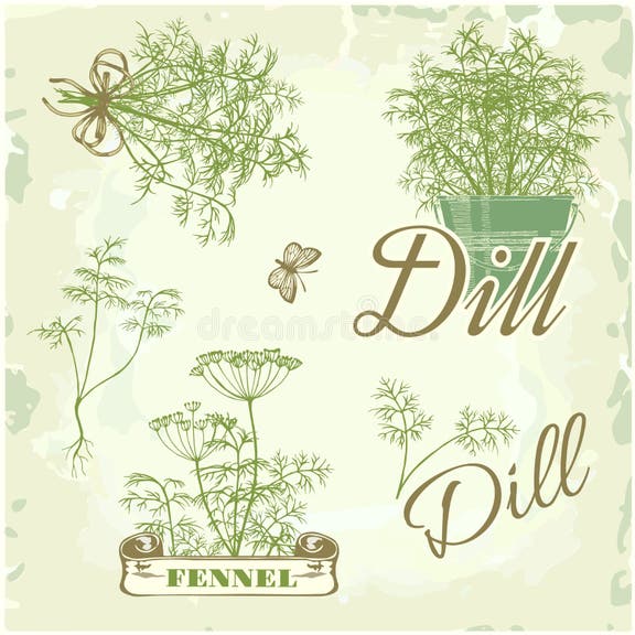 Venkel, dille, kruid vector illustratie. Illustration of blad - 33648631