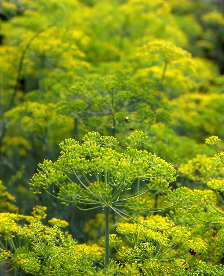 Venkel in de tuin stock foto. Image of seizoen, kruiden - 15049984