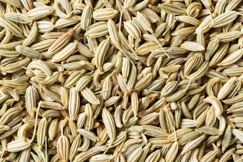 Venkelzaad op wit stock foto. Image of venkel, ingrediënt - 44808388