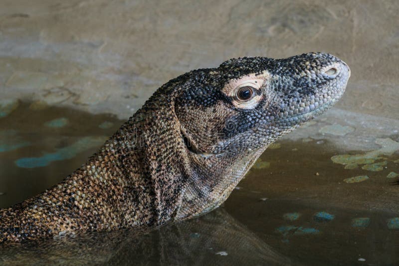 Venomous Beaded Lizard. Heloderma Horridum Stock Image - Image of head ...