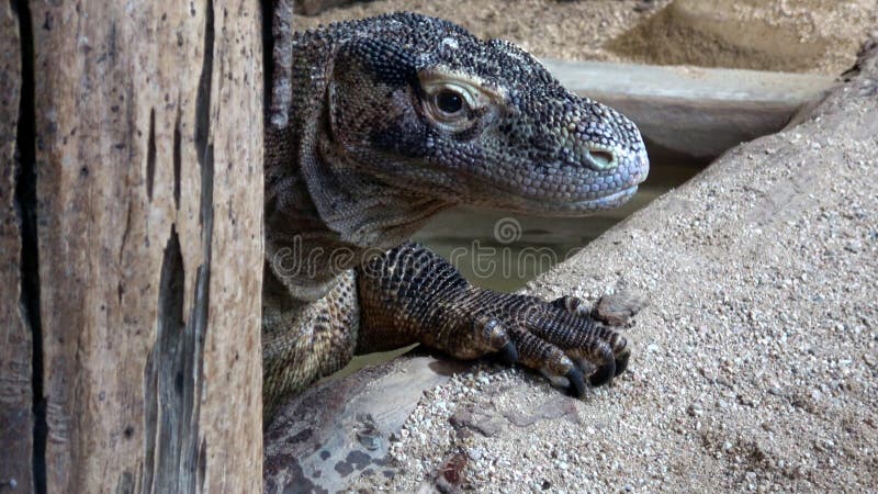 Venomous Beaded Lizard. Heloderma Horridum Stock Photo - Image of ...